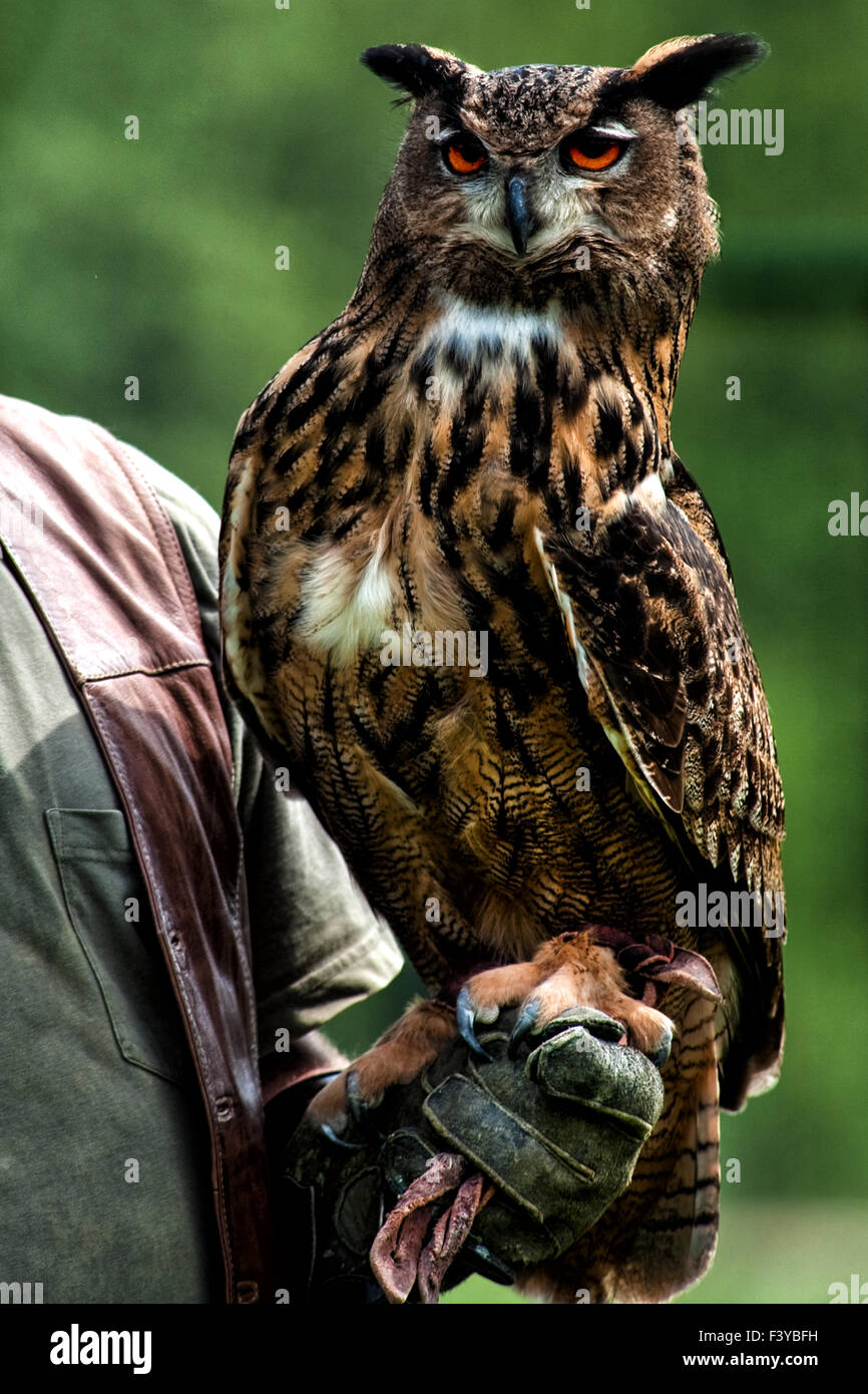 Ow hi-res stock photography and images - Alamy