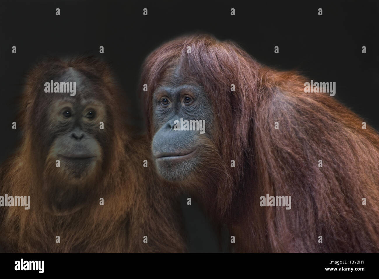 my big brother Stock Photo - Alamy