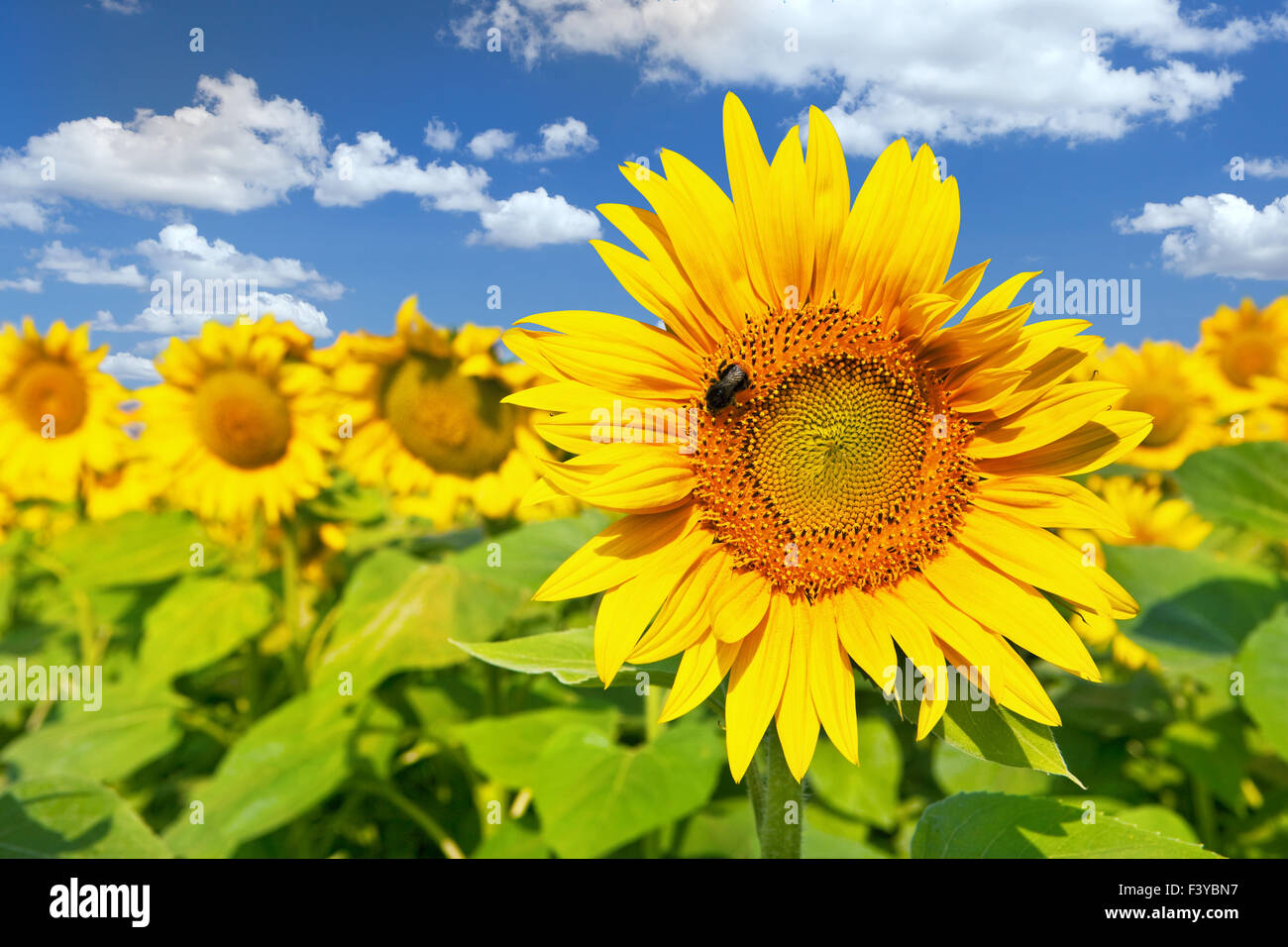 Beautiful landscape sunflower field hi-res stock photography and images ...