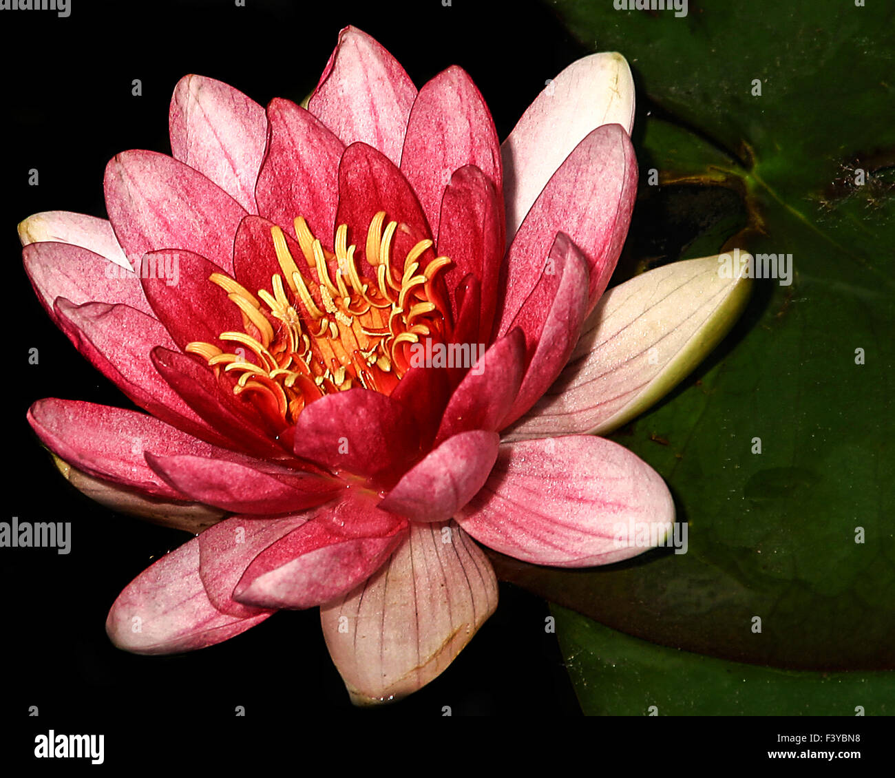 Rosa seerosen hi-res stock photography and images - Alamy