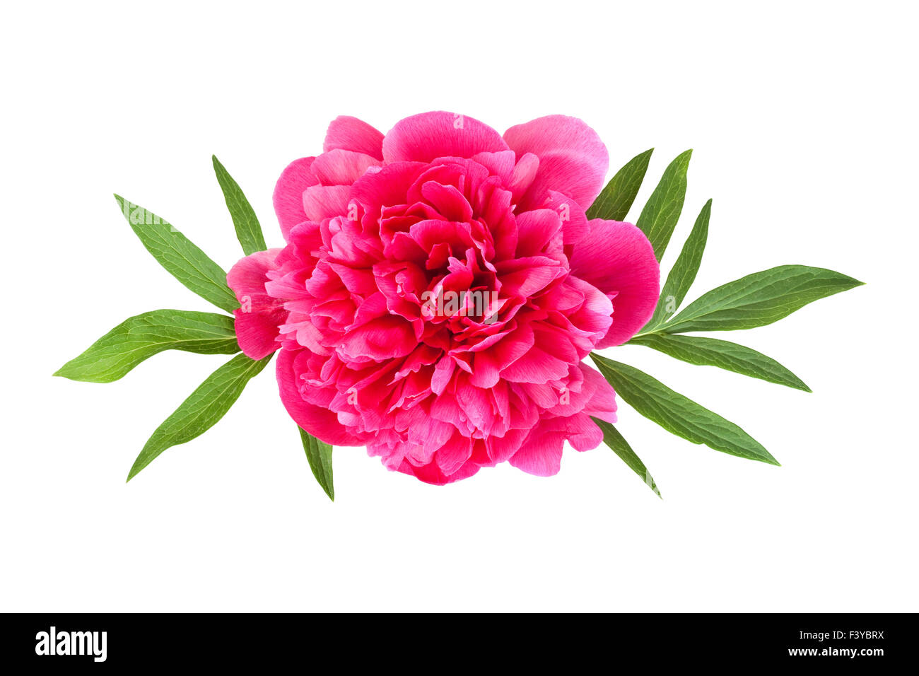 Peony leaves hi-res stock photography and images - Alamy