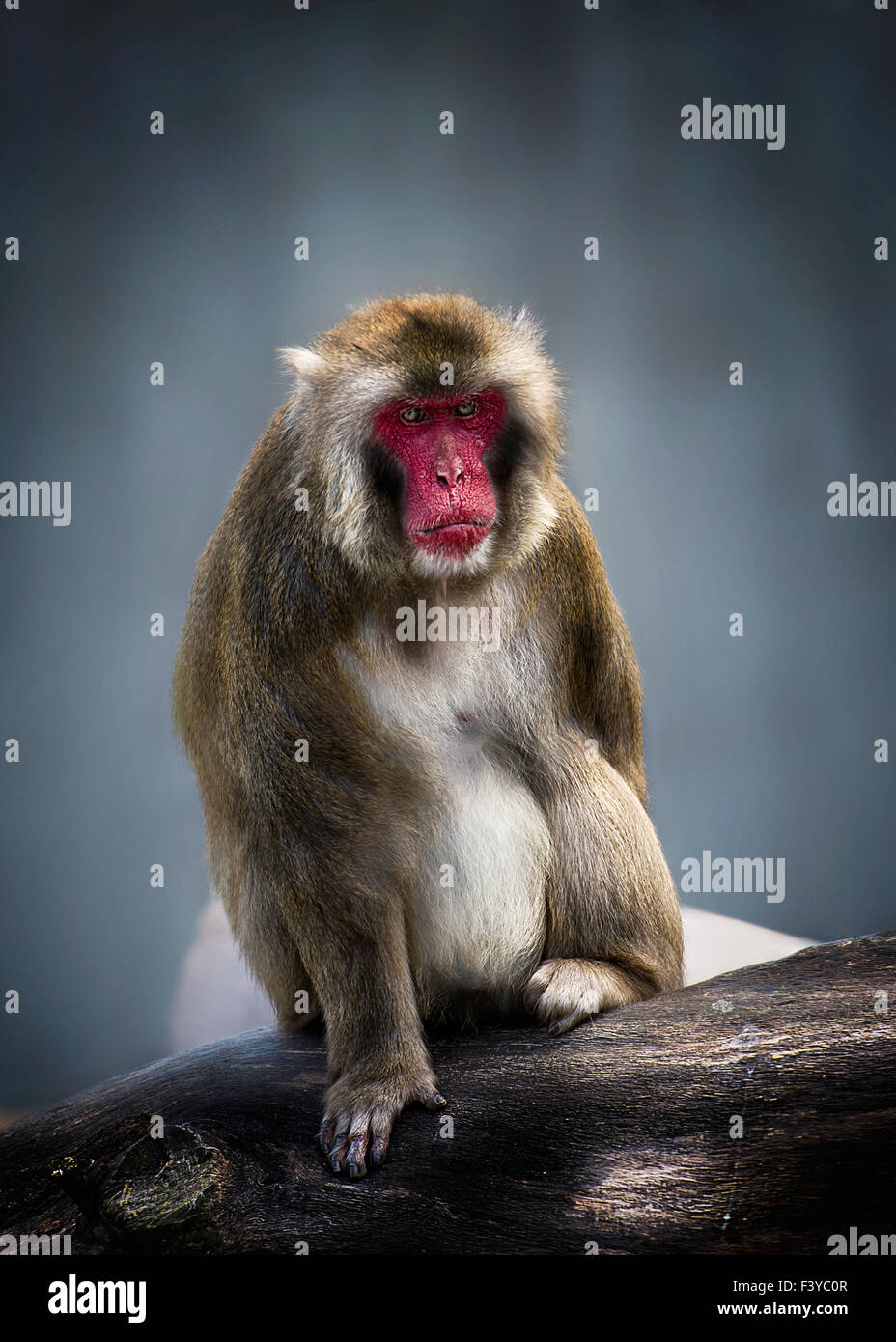 Alphamannchen hi-res stock photography and images - Alamy