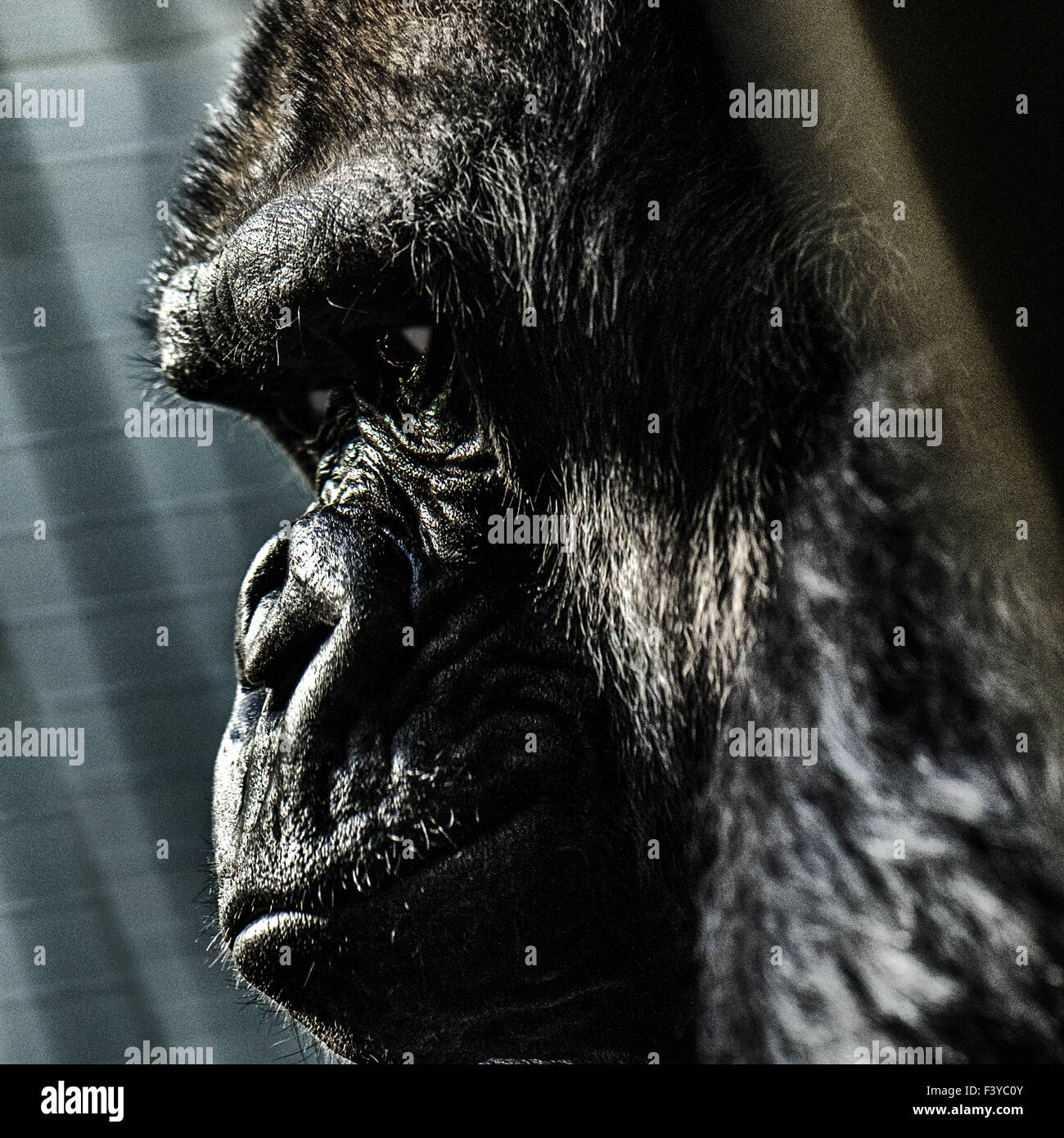 Gorilla model hi-res stock photography and images - Alamy
