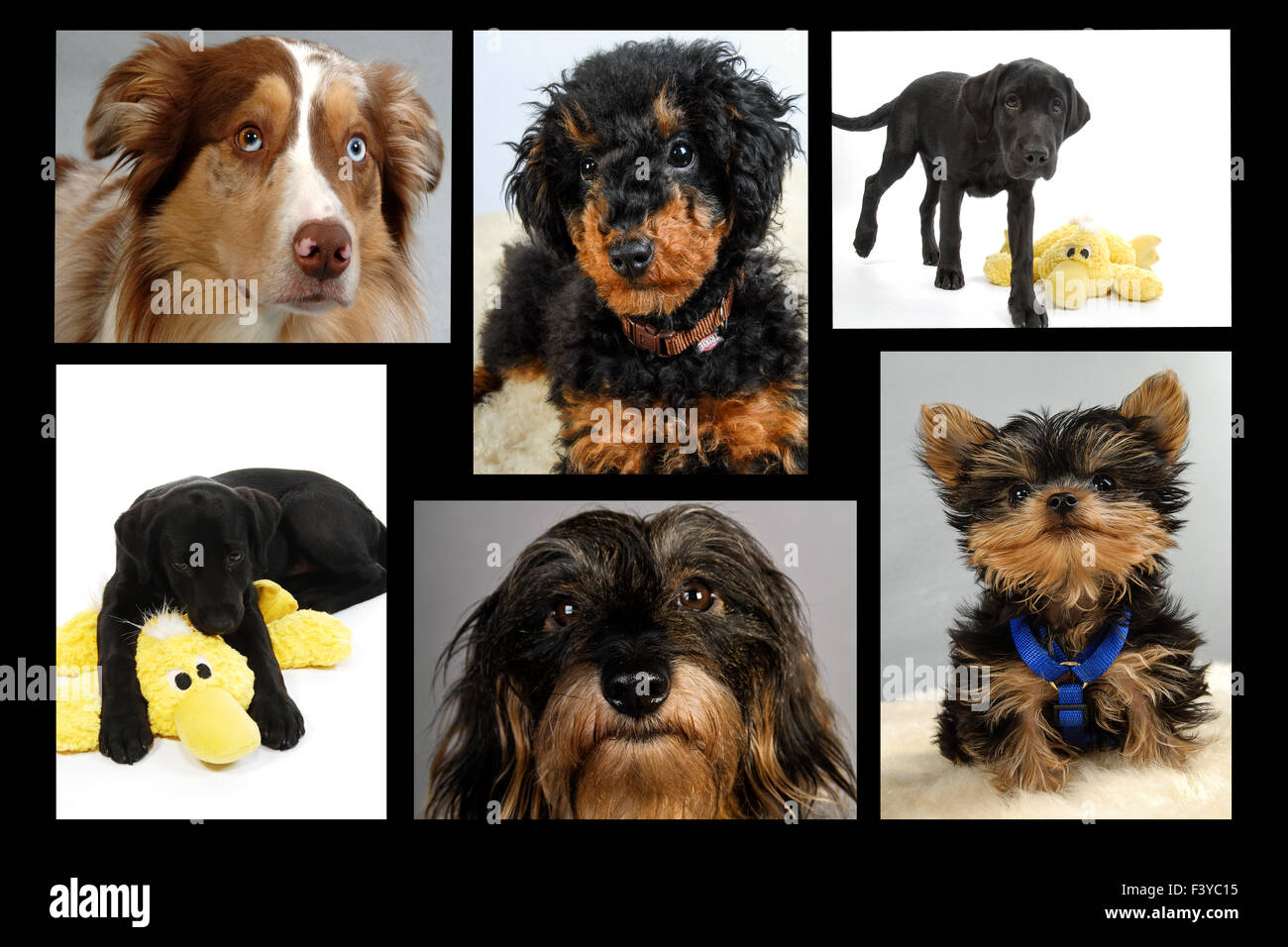 Poster tier hi-res stock photography and images - Alamy