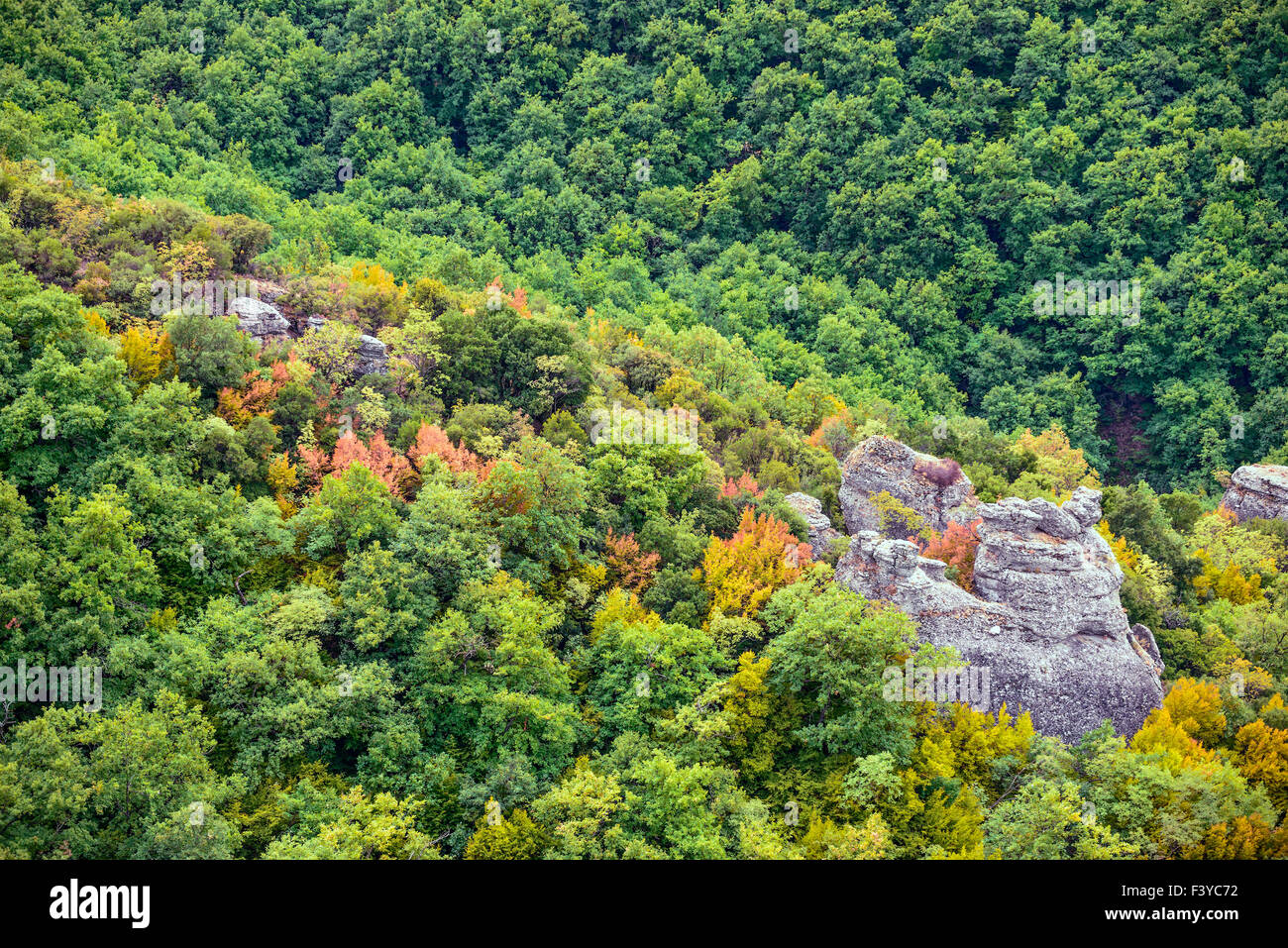 View of autumn forest hi-res stock photography and images - Alamy