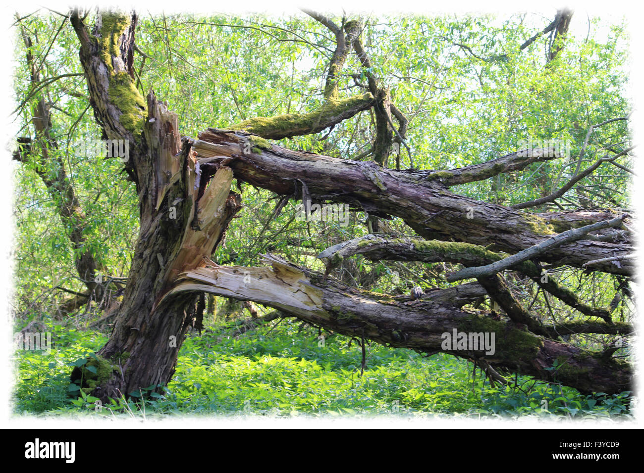 Disjointed hi-res stock photography and images - Alamy