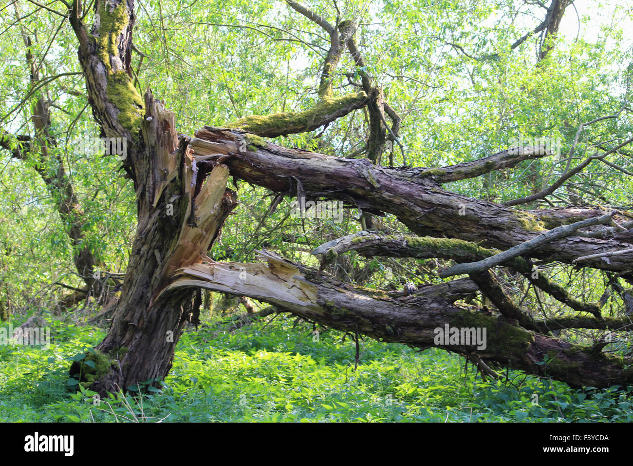 Disjointed hi-res stock photography and images - Alamy
