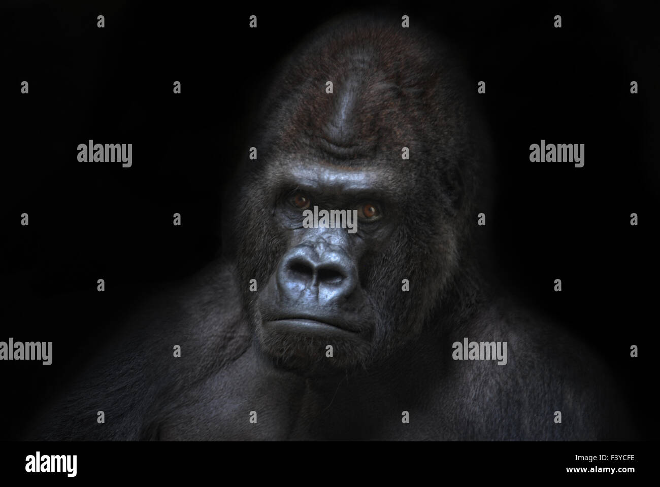 Angry gorilla hi-res stock photography and images - Alamy