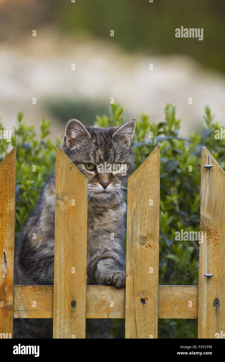Very old cat hi-res stock photography and images - Alamy