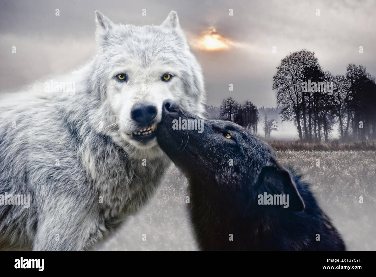 White Wolf And Black Wolf Fighting