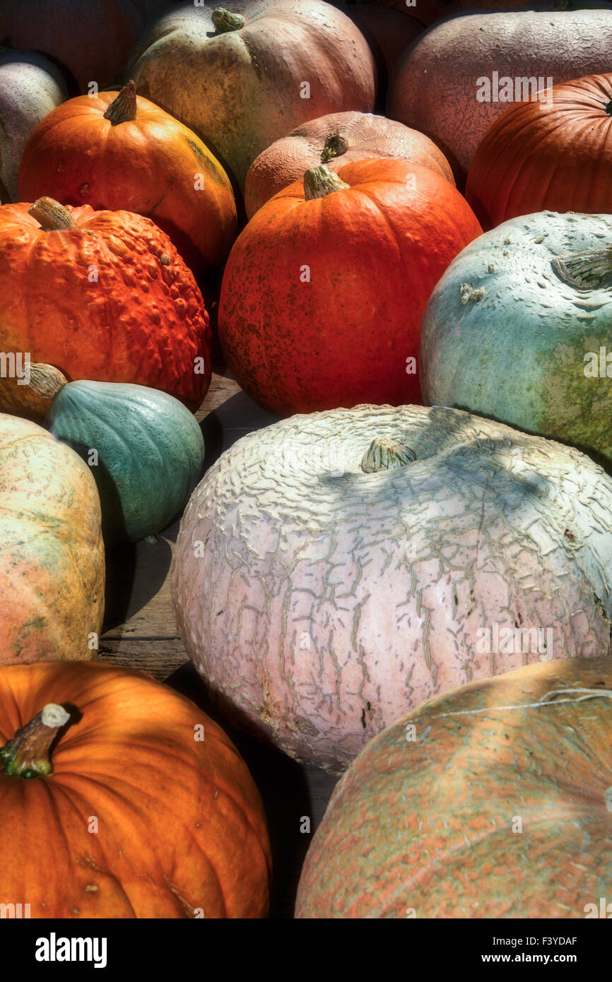 Cucurbit hi-res stock photography and images - Alamy