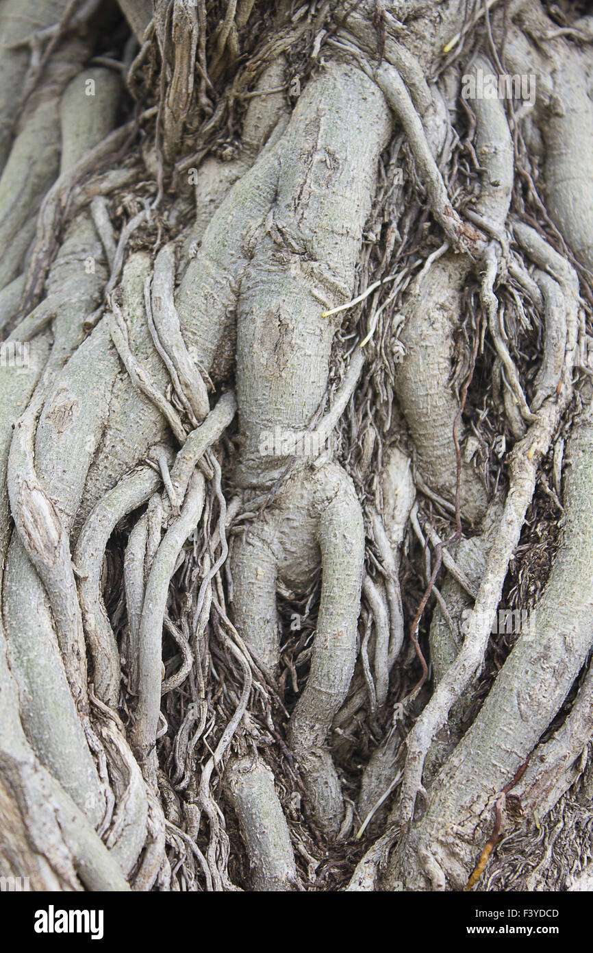 shape of root of tree Stock Photo - Alamy