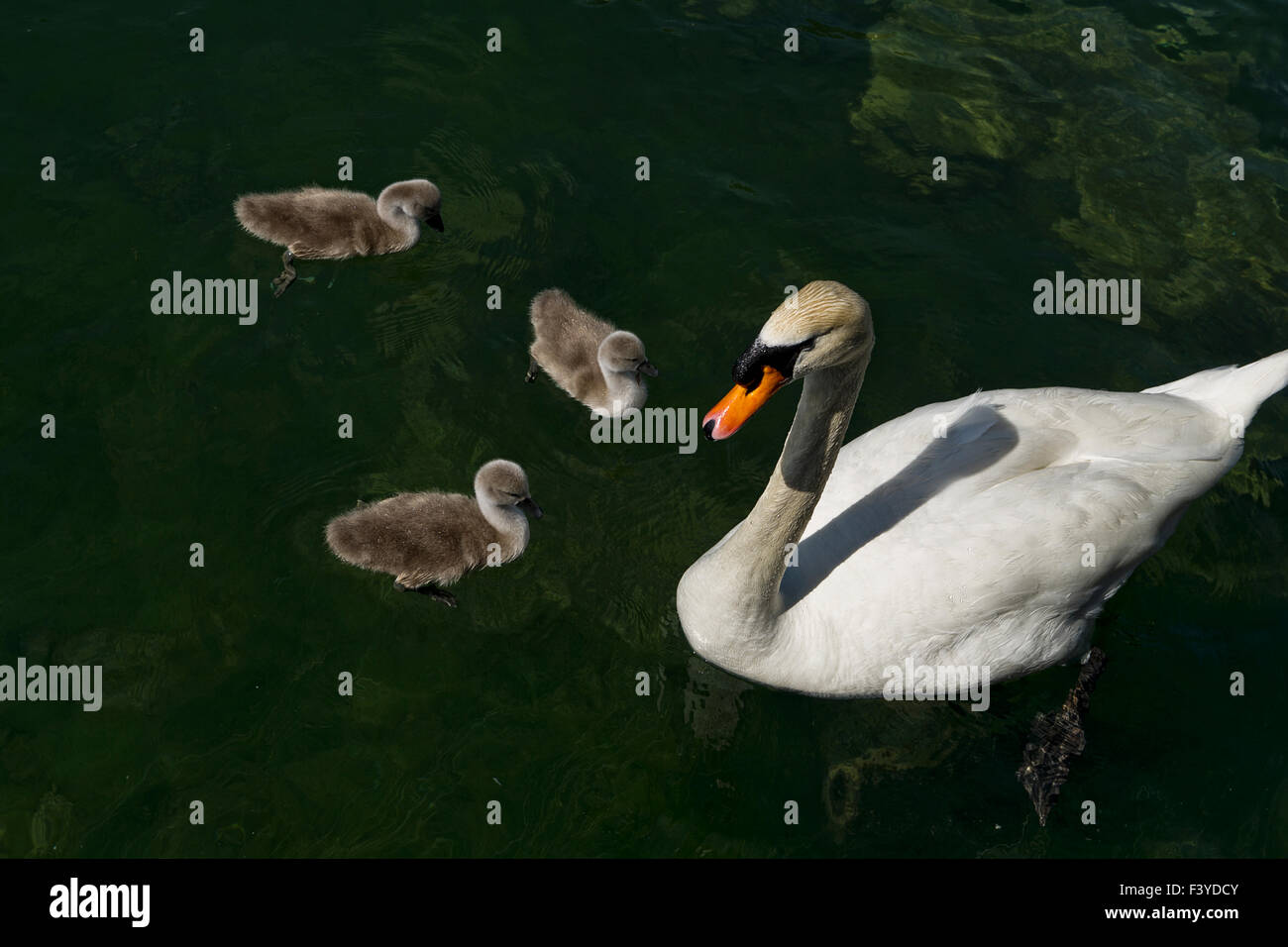 Cygnet fliegen hi-res stock photography and images - Alamy