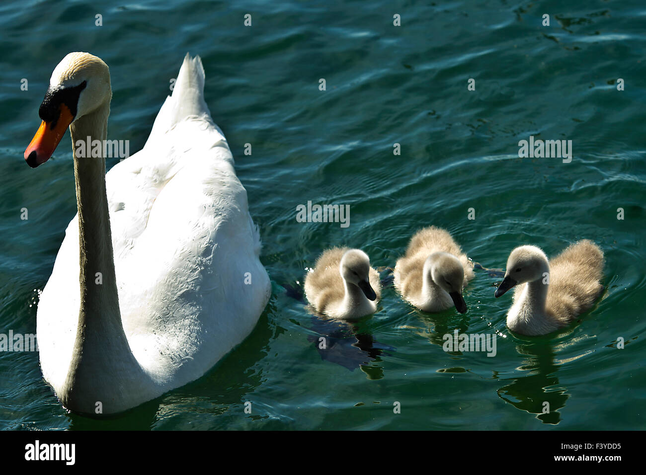 pen with cygnet Stock Photo - Alamy