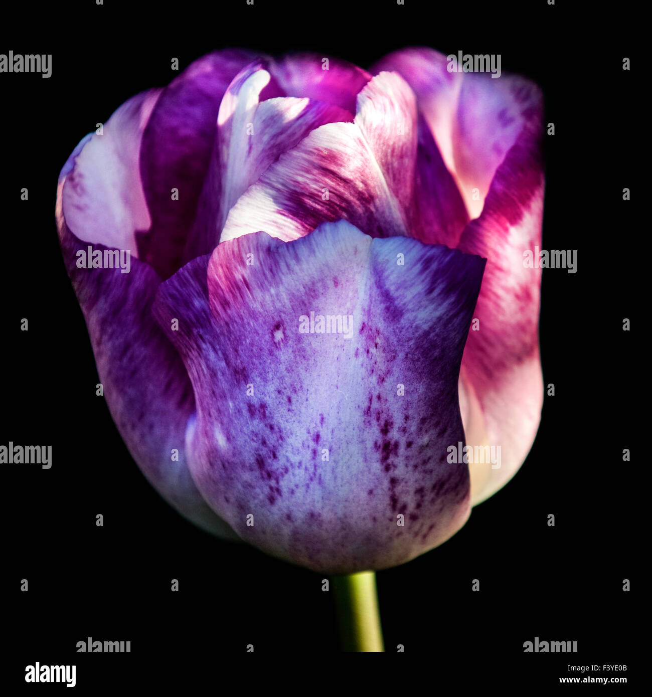 Pink tulpis hi-res stock photography and images - Alamy