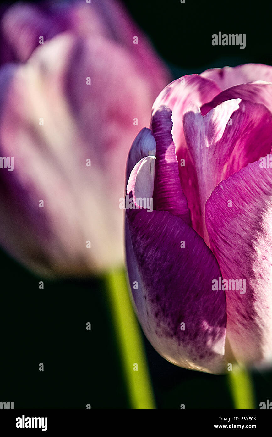 Pink tulpis hi-res stock photography and images - Alamy