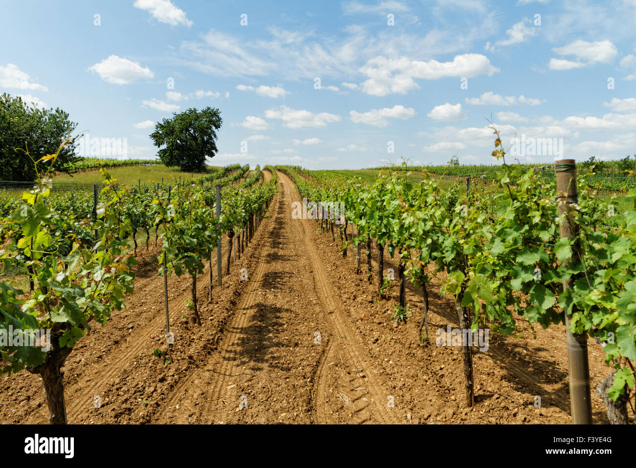 Tokay hi-res stock photography and images - Alamy