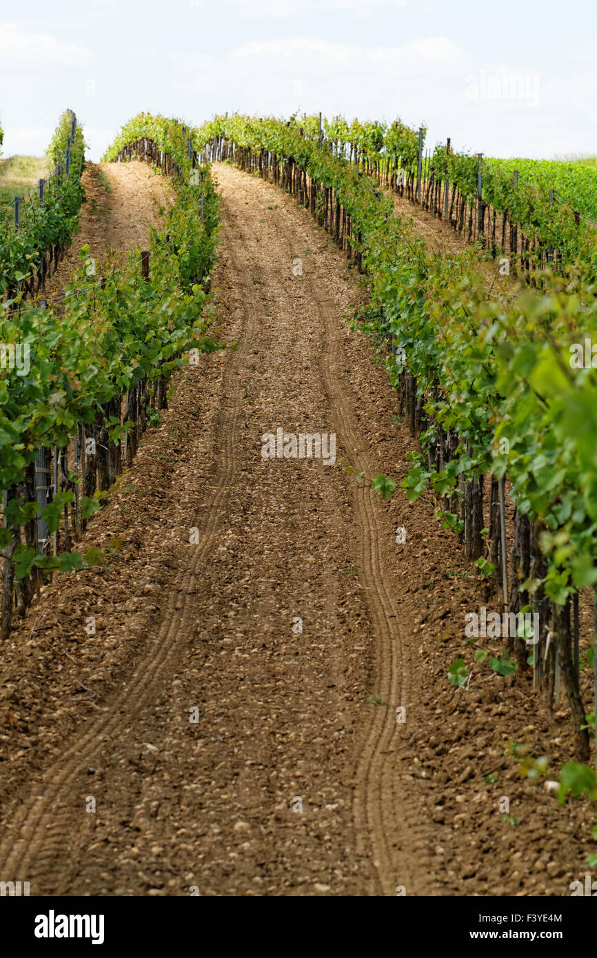 Tokay wine hi-res stock photography and images - Alamy