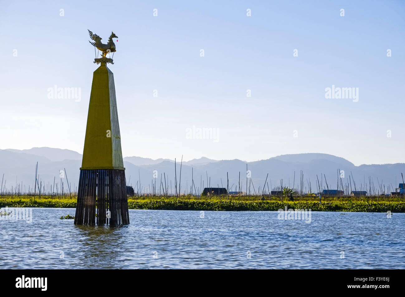 Hintha bird hi-res stock photography and images - Alamy