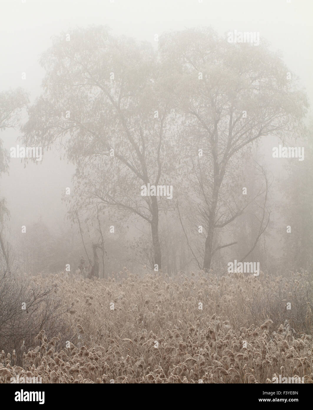 Morning chaos hi-res stock photography and images - Alamy