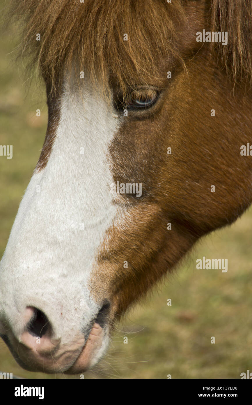 Mount pony hi-res stock photography and images - Alamy