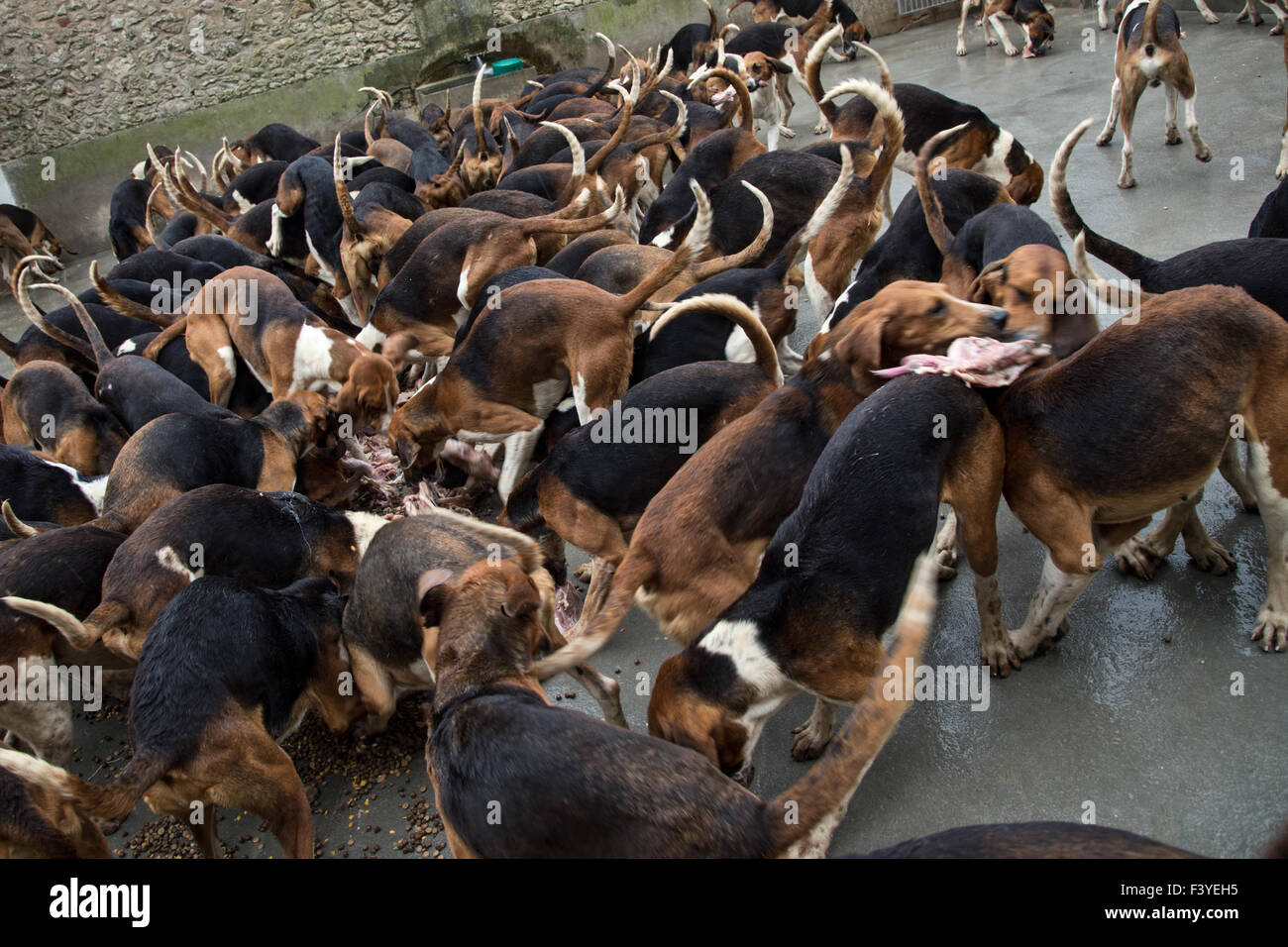 The english foxhound hi-res stock photography and images - Alamy