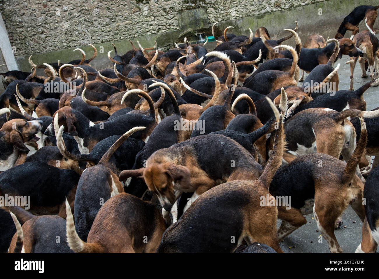 Foxhound hi-res stock photography and images - Alamy