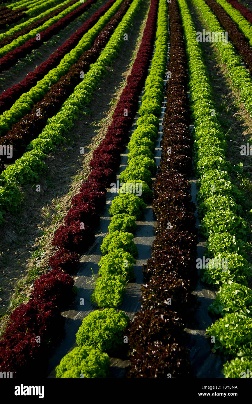 Mannigfaltig hi-res stock photography and images - Alamy