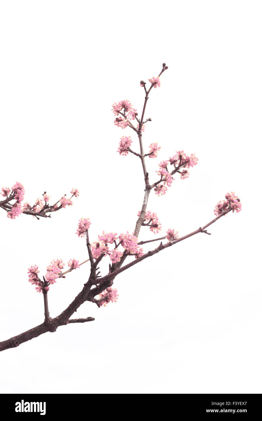 Spring tree with pink flowers detail Stock Photo - Alamy