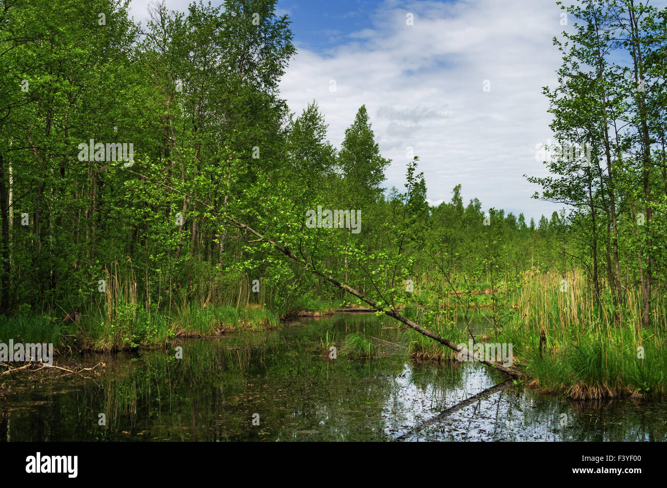 Spring forest river landscape Stock Photo - Alamy