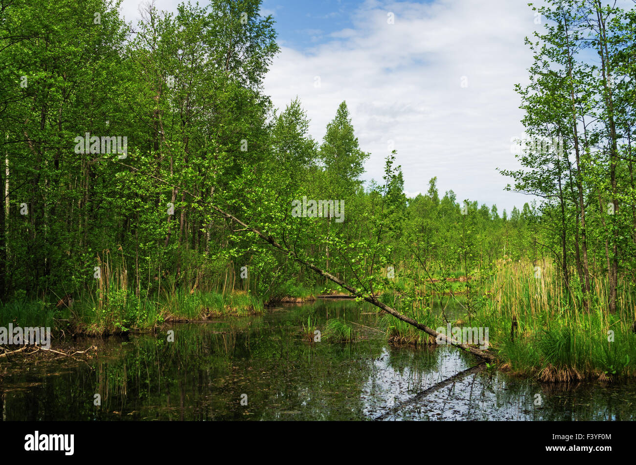 Spring forest river landscape Stock Photo - Alamy