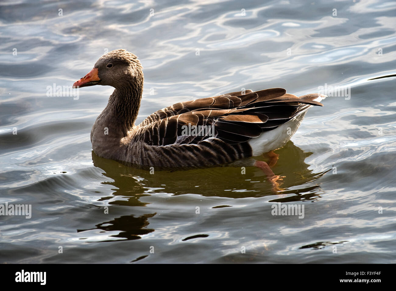 Enten Schnabel High Resolution Stock Photography and Images - Alamy
