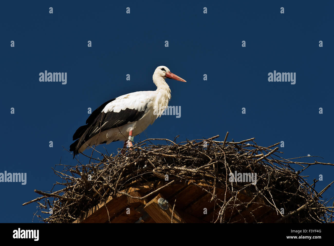 Klappernstorch hi-res stock photography and images - Alamy