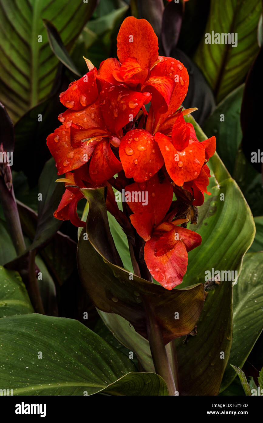 Palm flower hi-res stock photography and images - Alamy