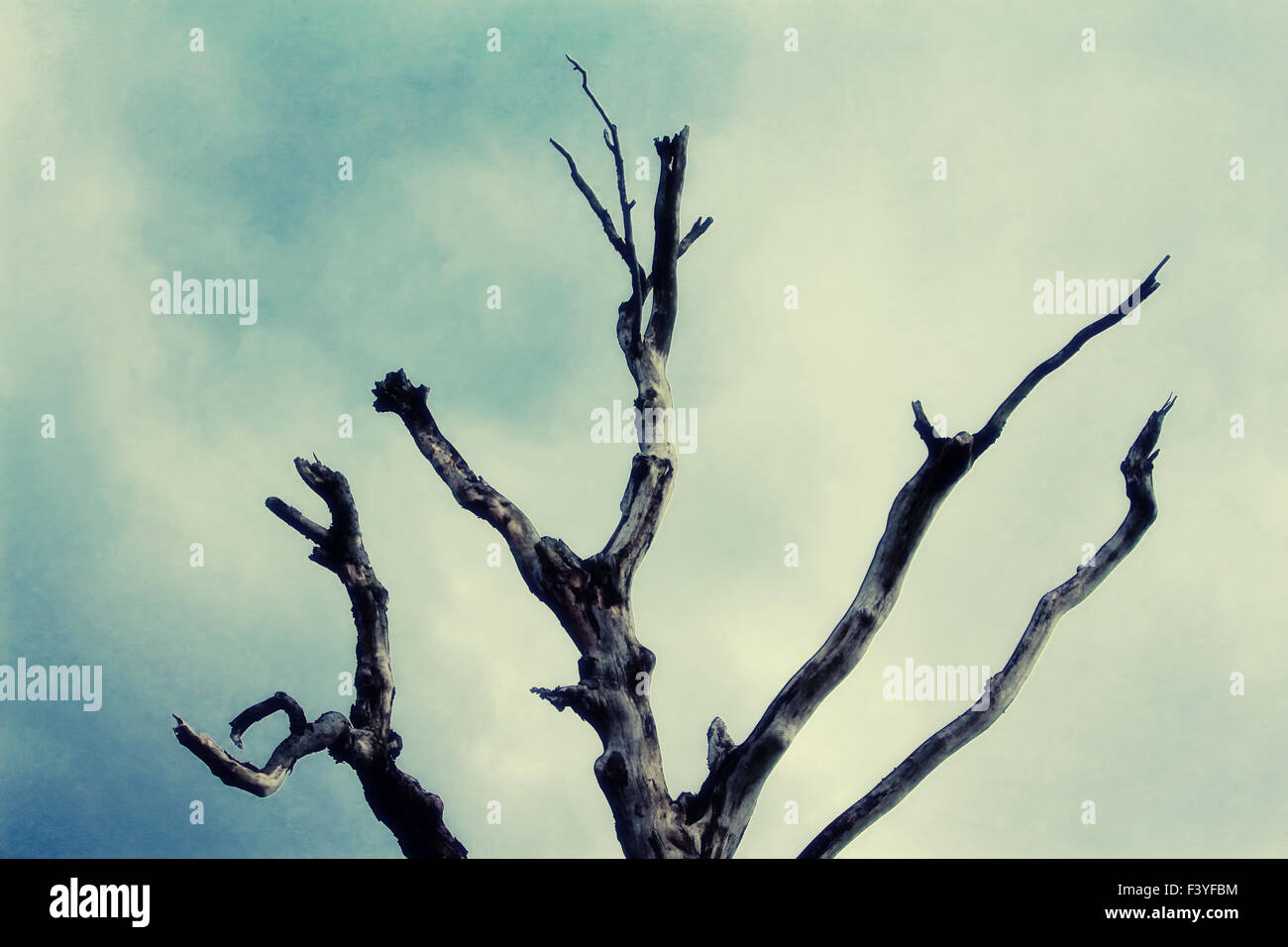 Dead tree without branches hi-res stock photography and images - Alamy
