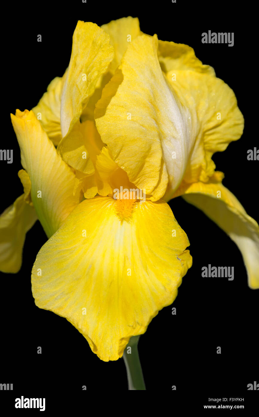 Closeup yellow iris vertical hi-res stock photography and images - Alamy
