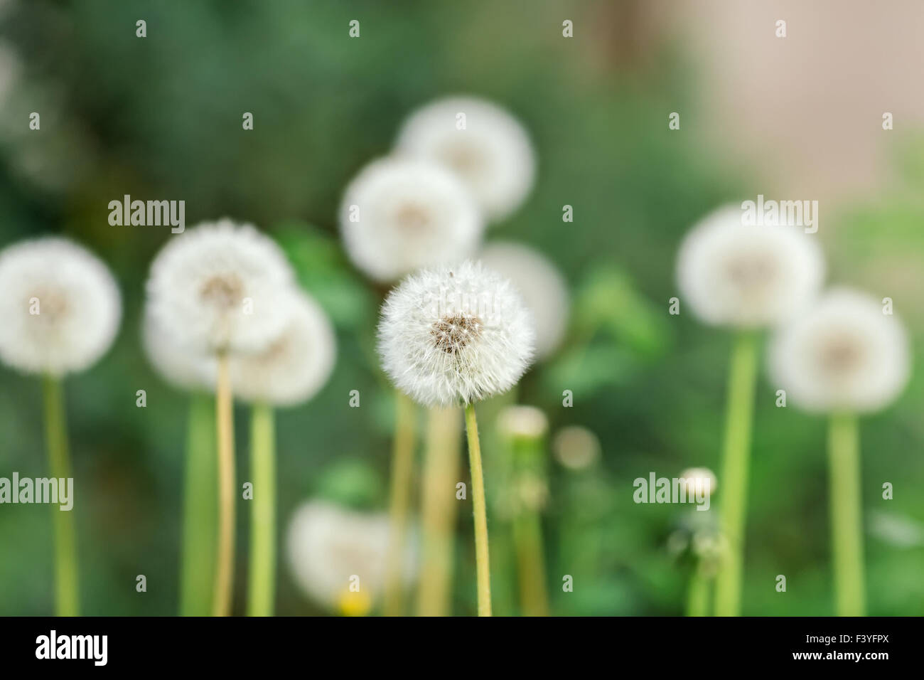 Dandelion head on green background Stock Photo - Alamy
