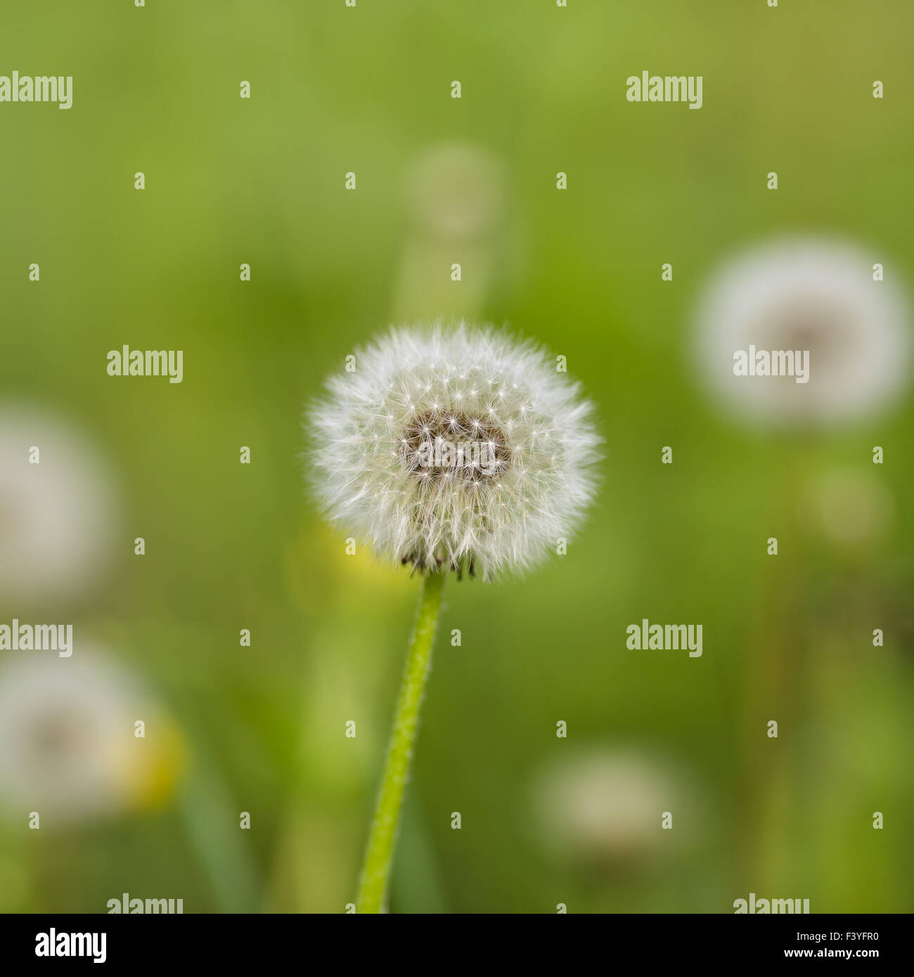 Dandelion head on green background Stock Photo - Alamy