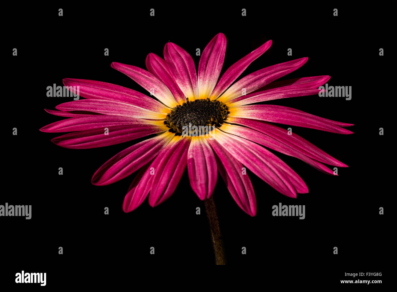 Margarite hi-res stock photography and images - Alamy