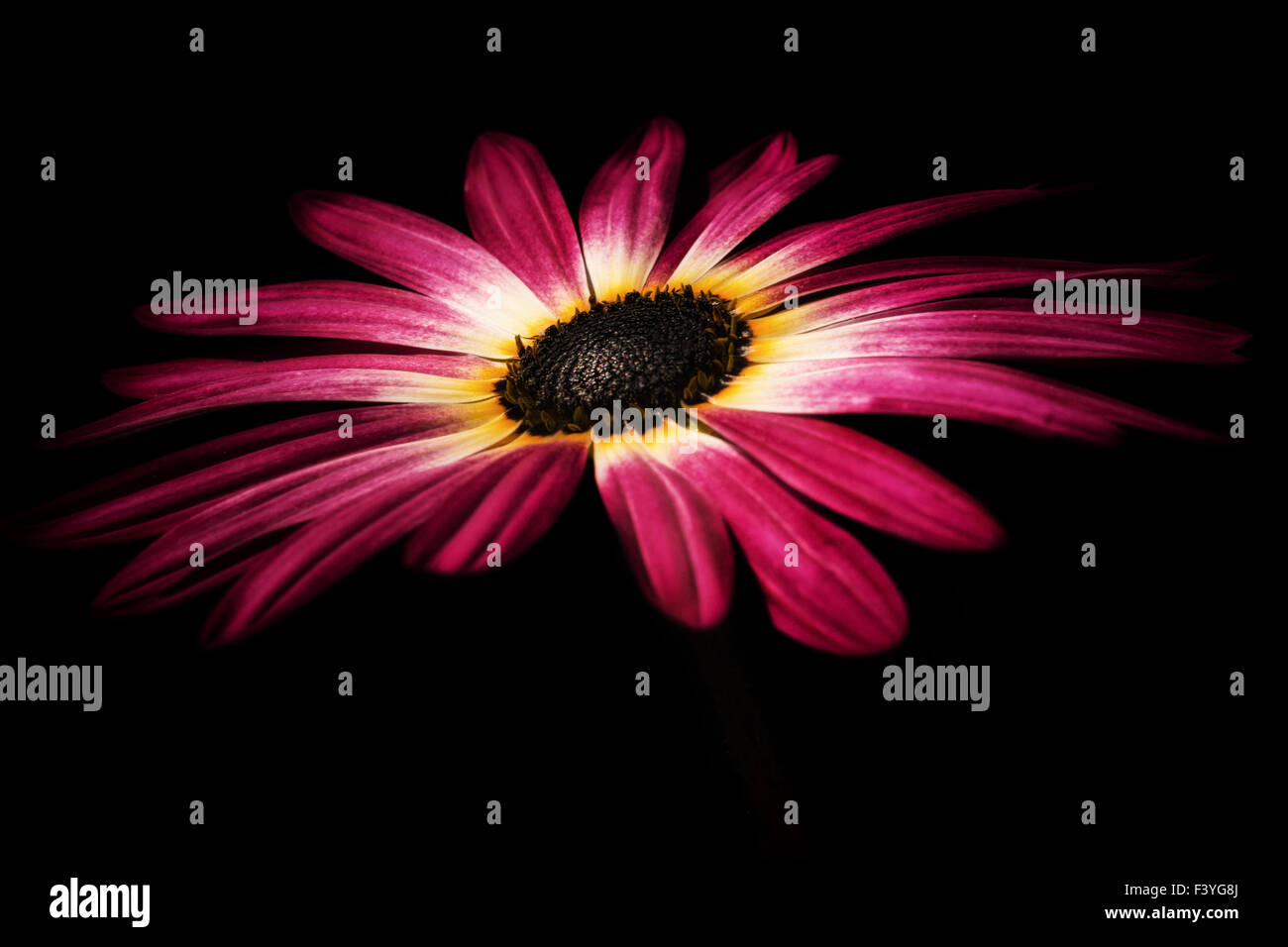 Margarite hi-res stock photography and images - Alamy