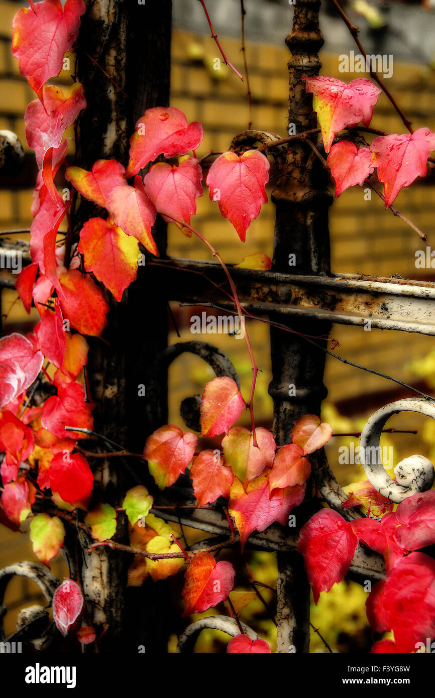 Foliage textur hi-res stock photography and images - Alamy