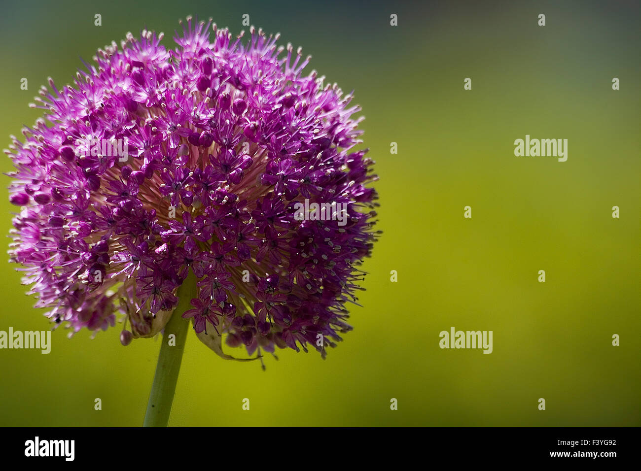 Alpine bells hi-res stock photography and images - Alamy