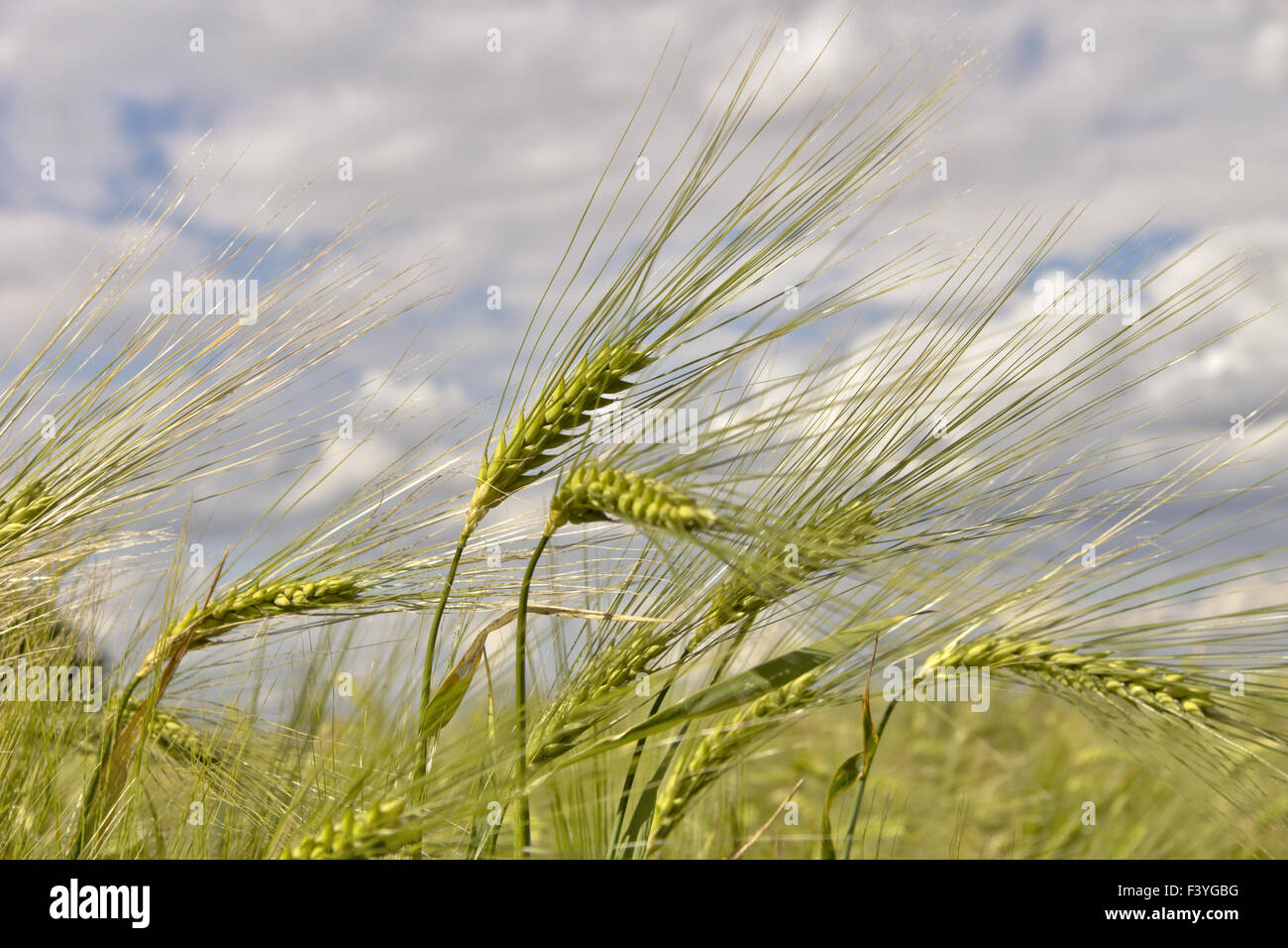 Grainfield wind not person not energy hi-res stock photography and ...