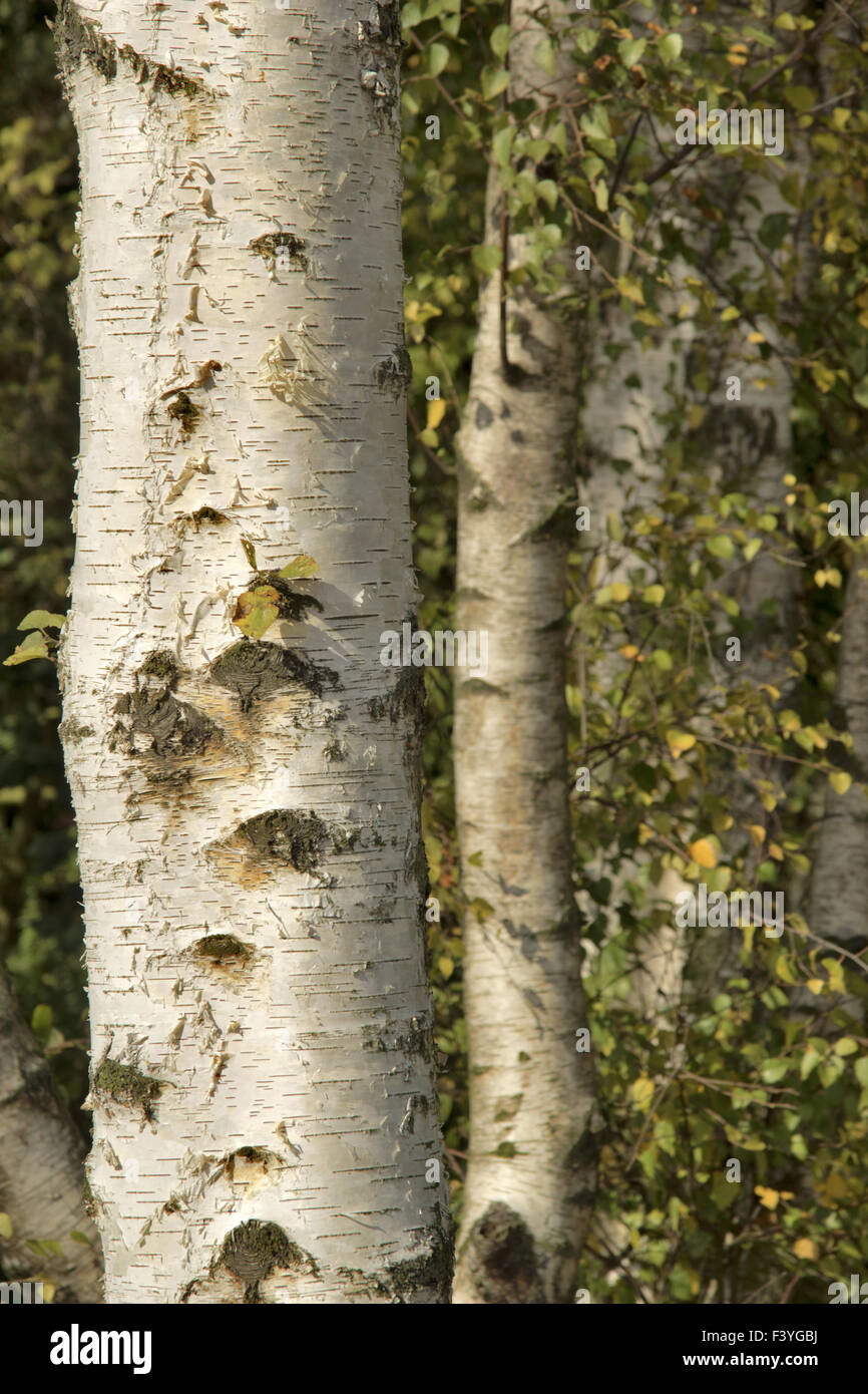 Birch trellis hi-res stock photography and images - Alamy
