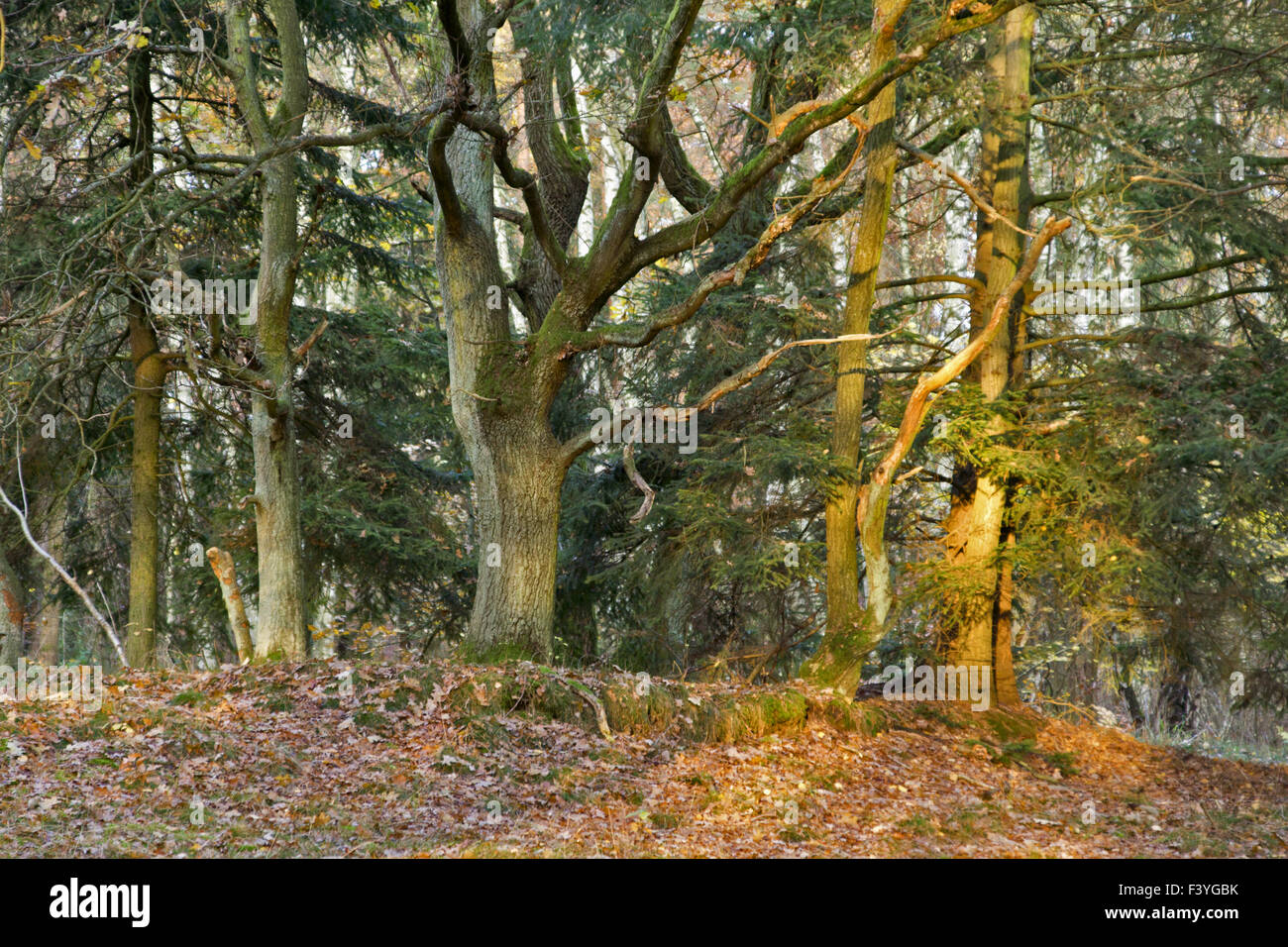 Virgin forest hi-res stock photography and images - Alamy