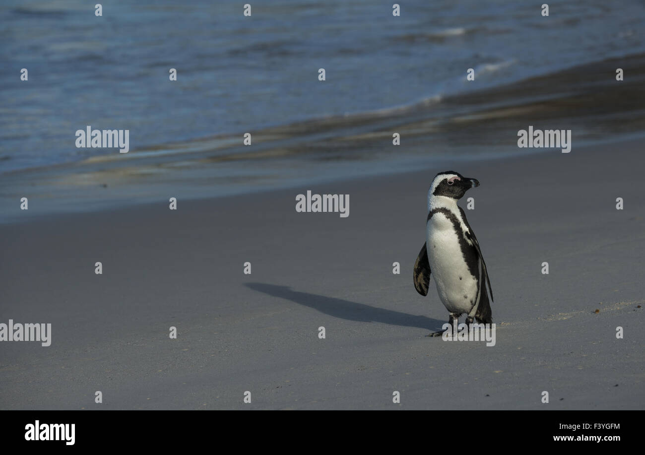 Sphen High Resolution Stock Photography and Images - Alamy