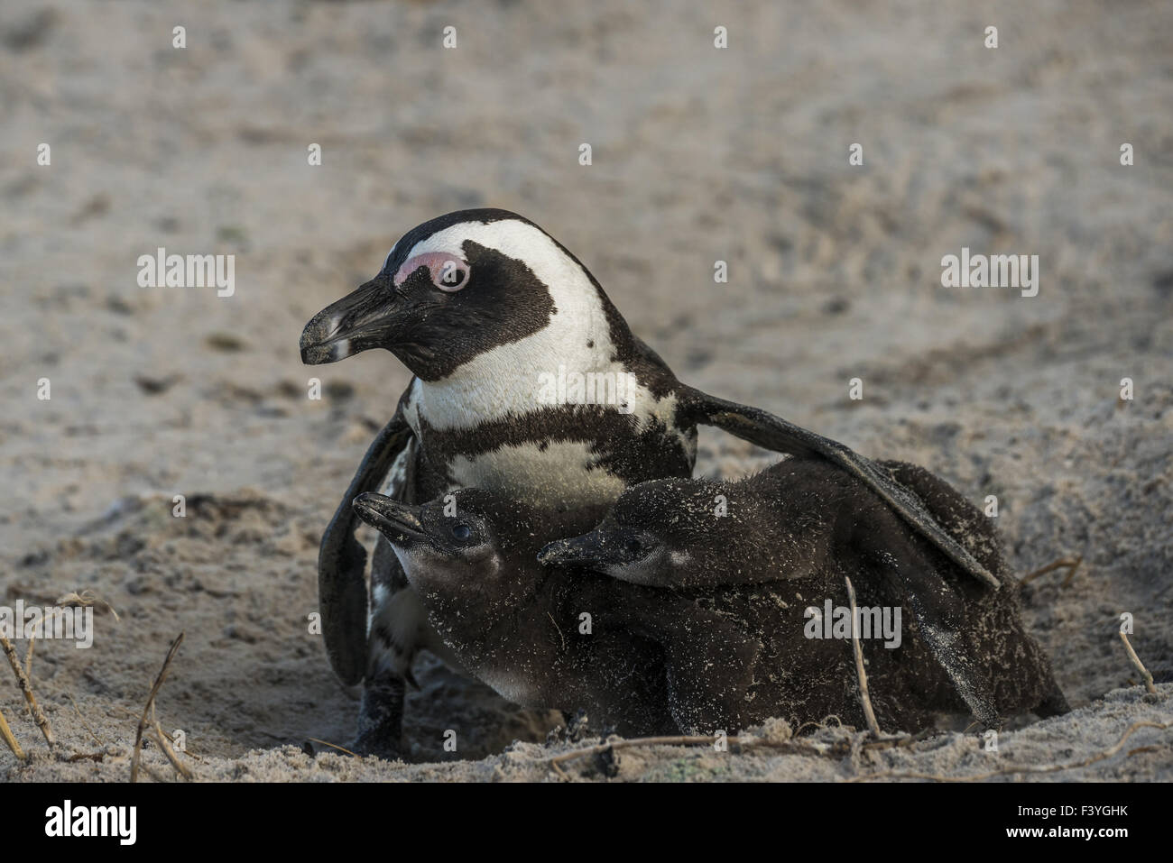 Jackass pinguine hi-res stock photography and images - Alamy