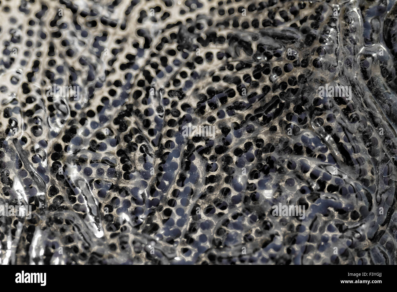 Close up photo lot of frog tadpole Stock Photo - Alamy