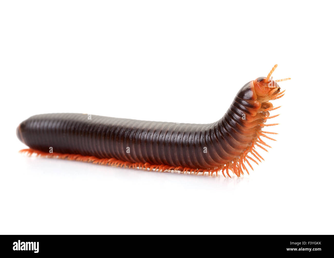 Millipedes diplopoda hi-res stock photography and images - Alamy