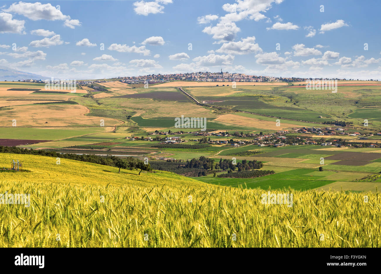Israel wheat grain hi-res stock photography and images - Alamy